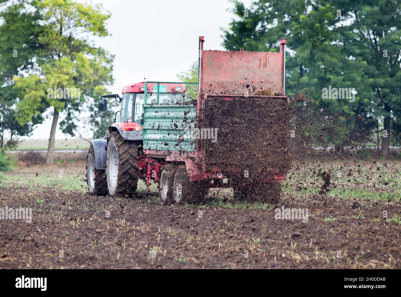 Tractor fertilizing field by spreading natural manure on soil Stock ...