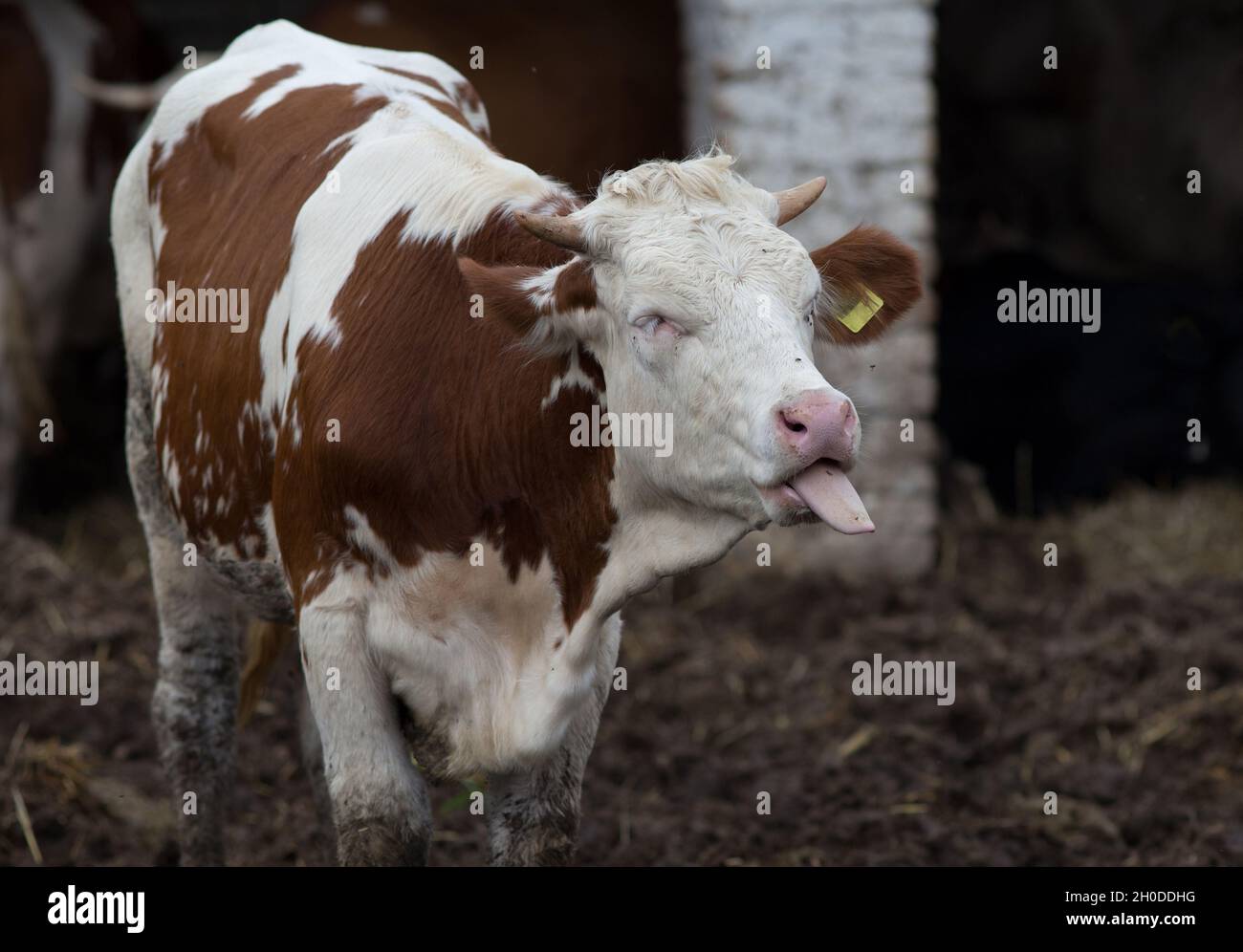 Funny cow walking on farm and pushing tongue outside Stock Photo - Alamy