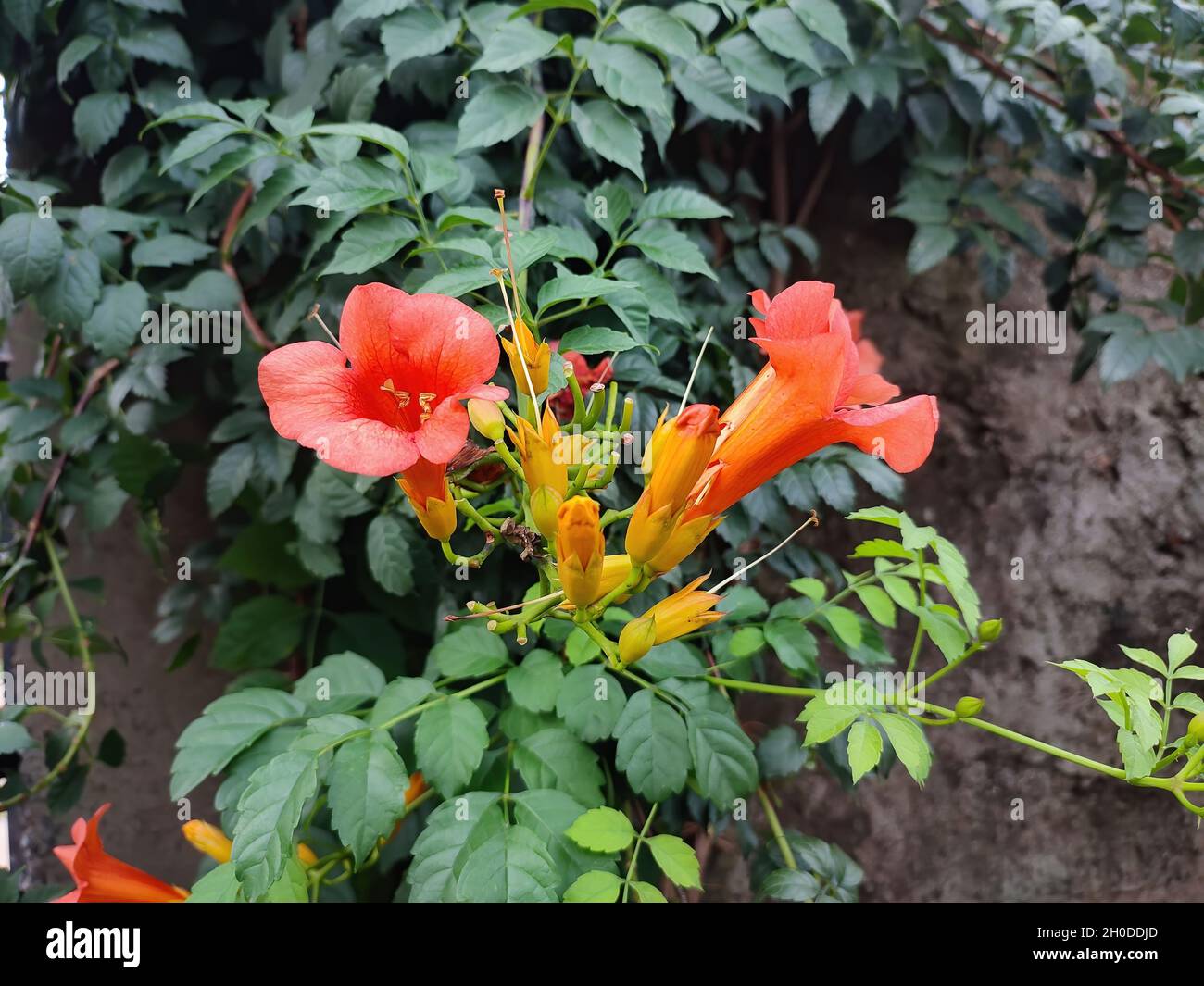 Red trumpet vine flowers hi-res stock photography and images - Alamy