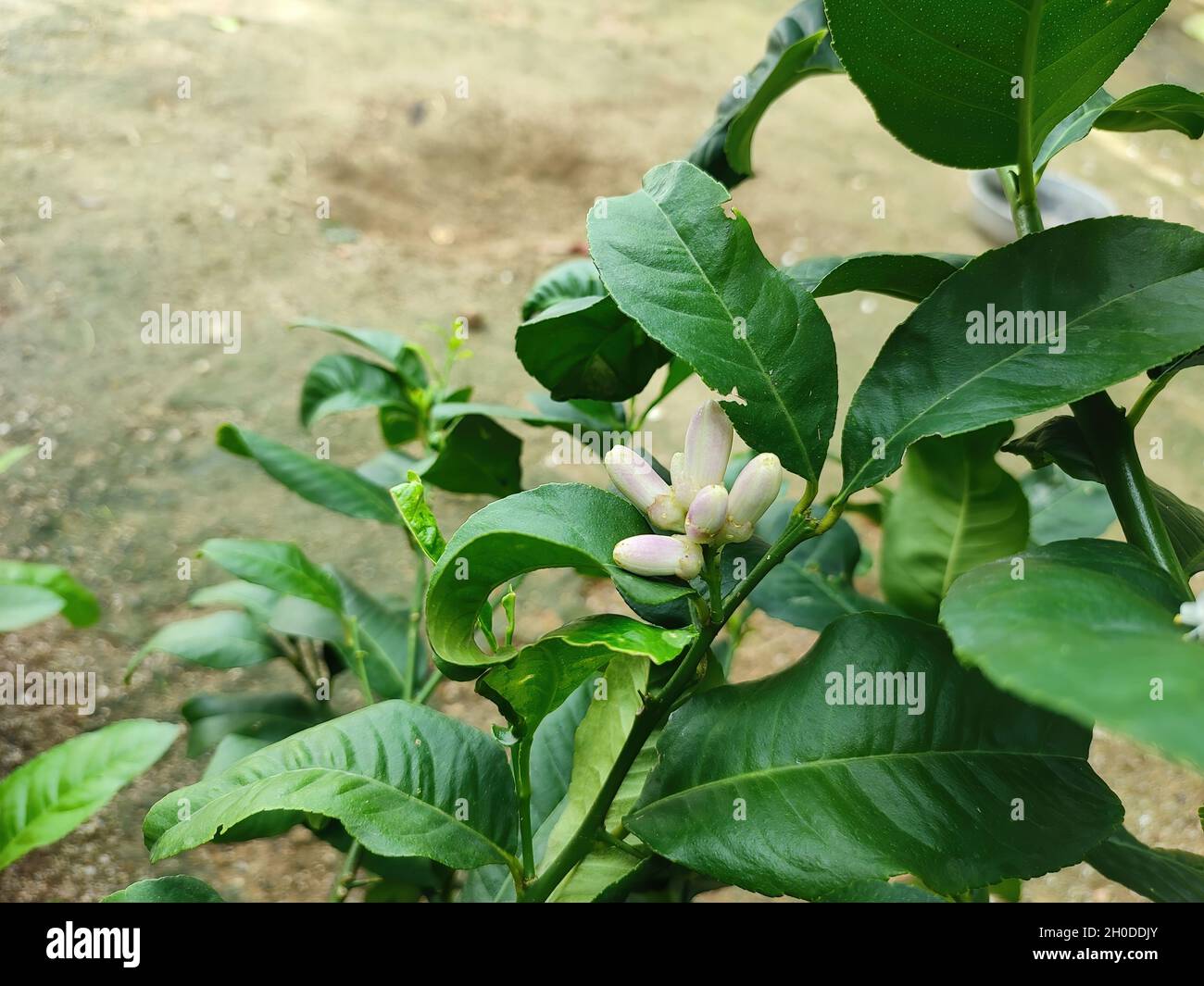 King lemon flower hi-res stock photography and images - Alamy