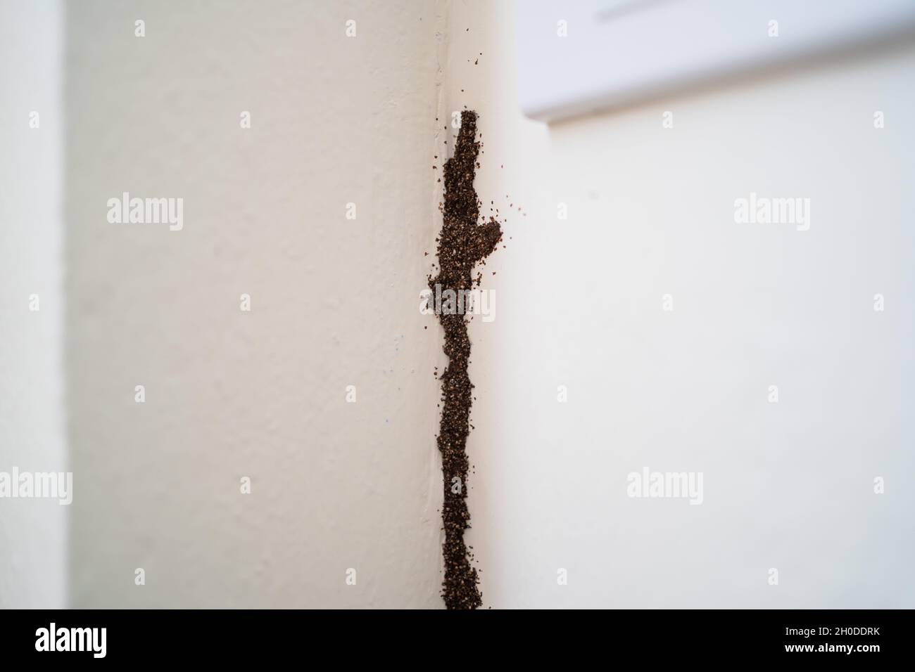 Termite on white concrete wall Stock Photo - Alamy