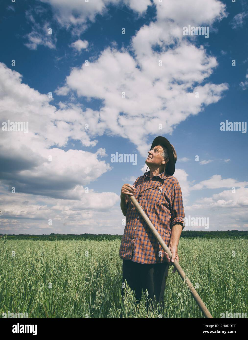 Agricultural and food concept. Old peasant standing in field and ...