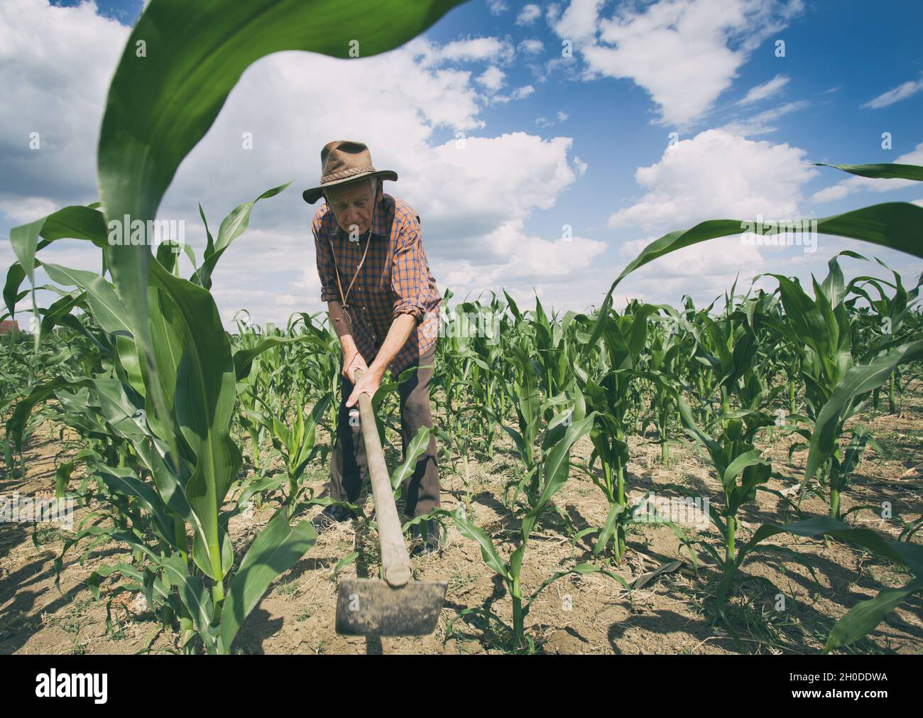 Old man peasant working in corn field with hoe, weeding soil Stock ...