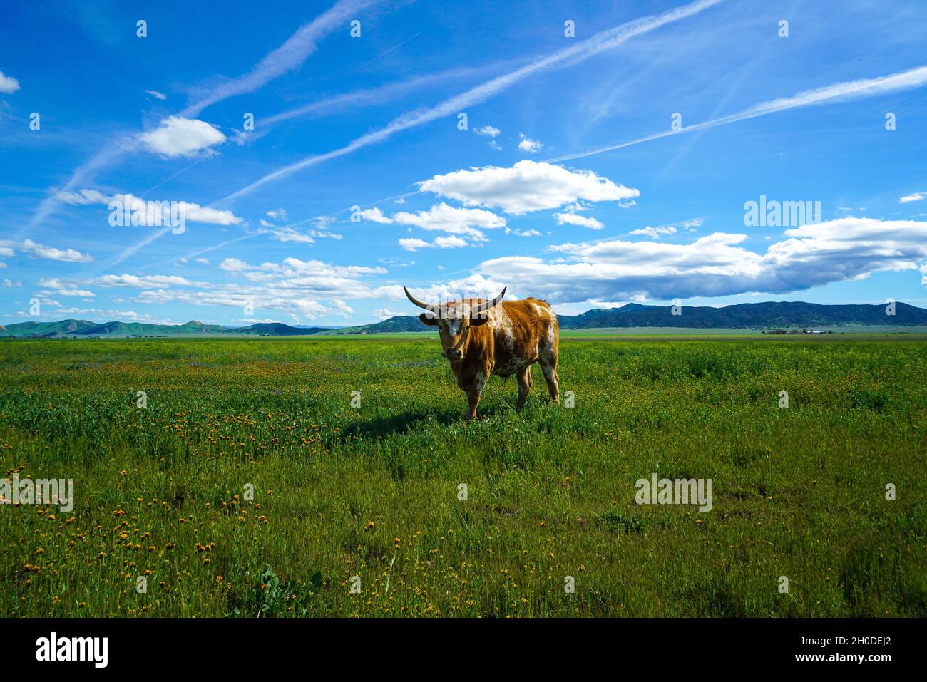 Angus cows longhorn hi-res stock photography and images - Alamy