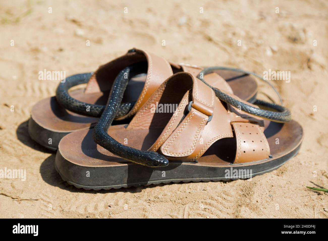 A black venomous snake on the beach crawled into men's shoes, the ...