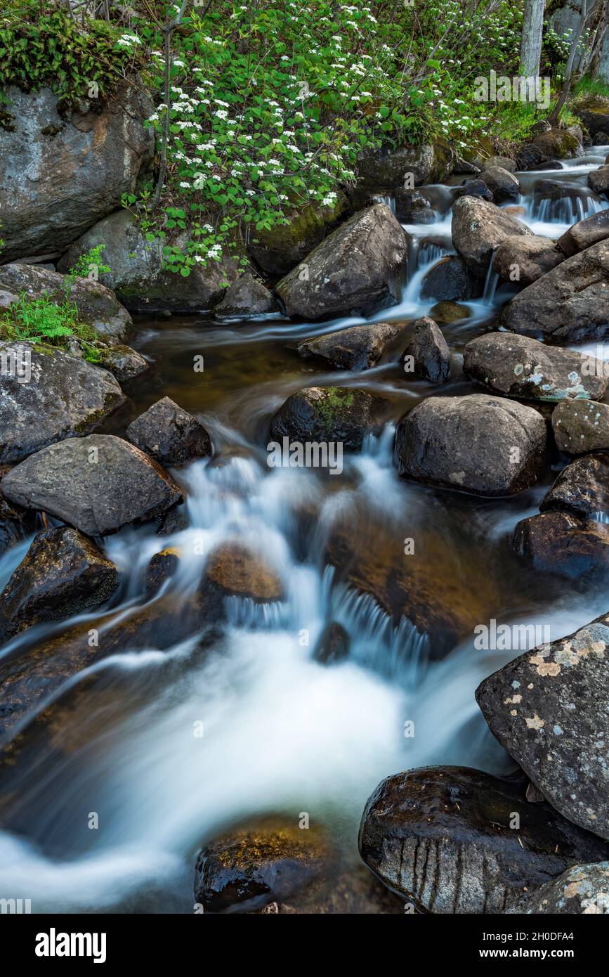 Cascade Brook in spring, Adirondack Park, Essex Co., New York Stock ...