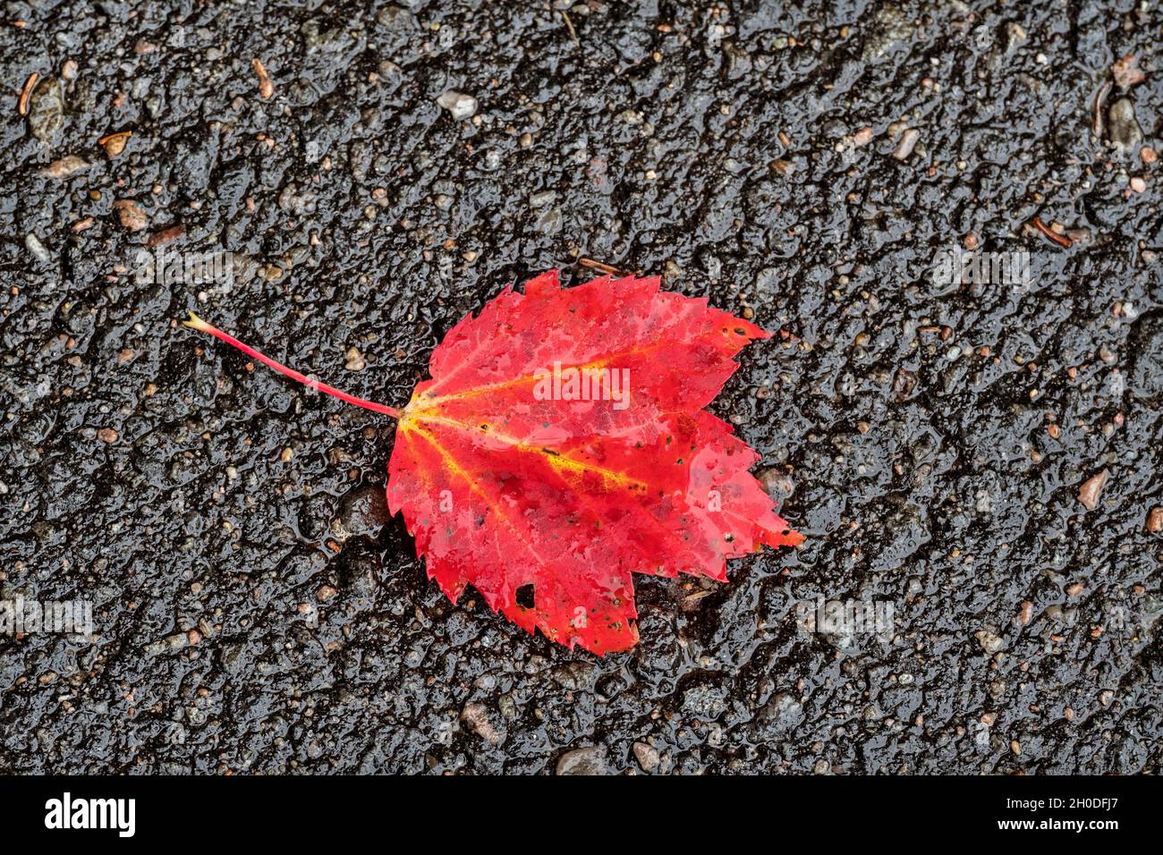 Maples leaf hi-res stock photography and images - Alamy