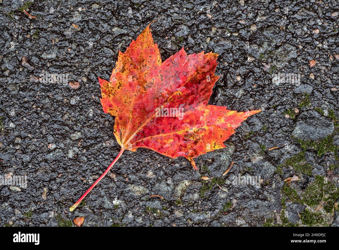 Maples leaf hi-res stock photography and images - Alamy