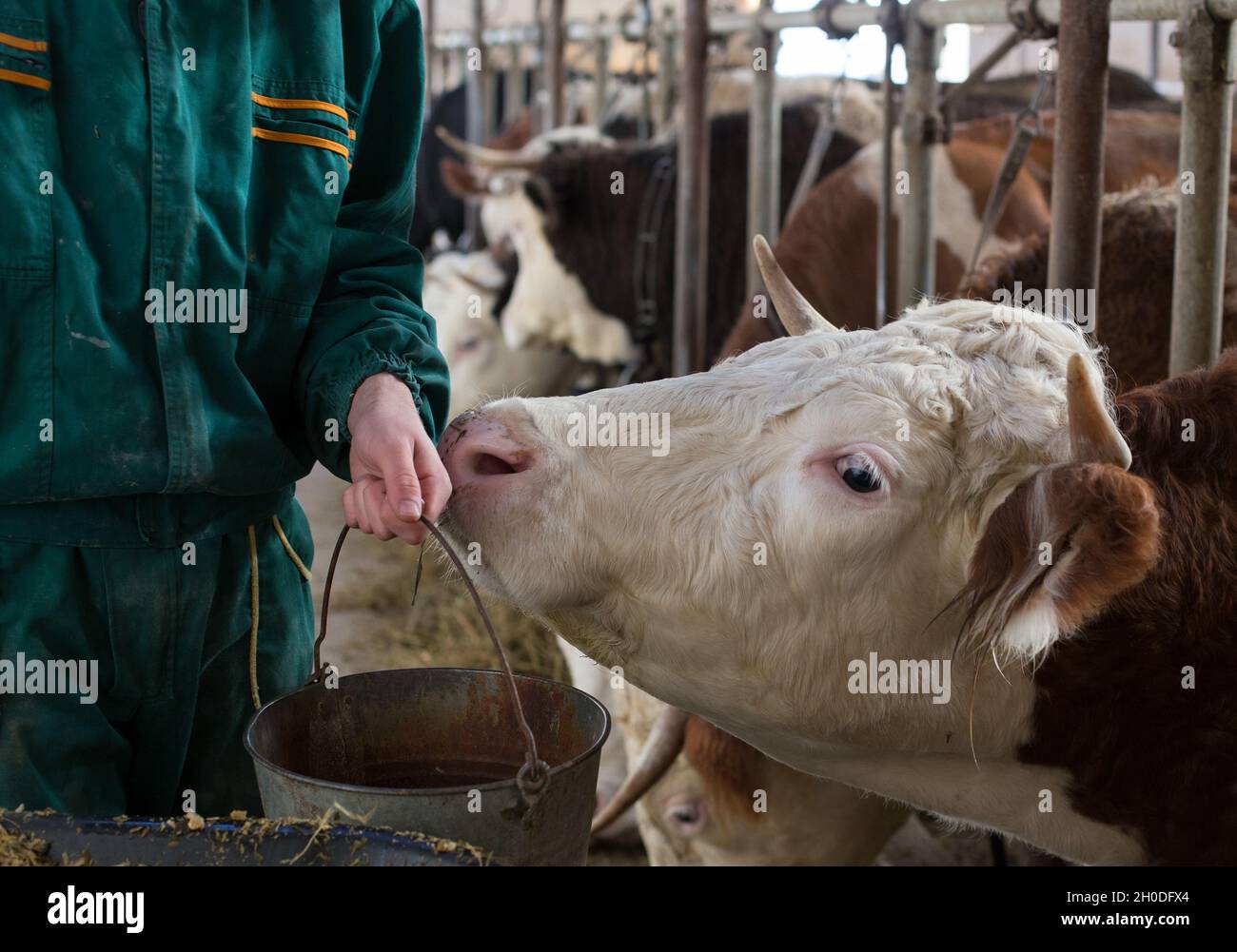 Farmer bringing water in bucket for cows in stable Stock Photo - Alamy