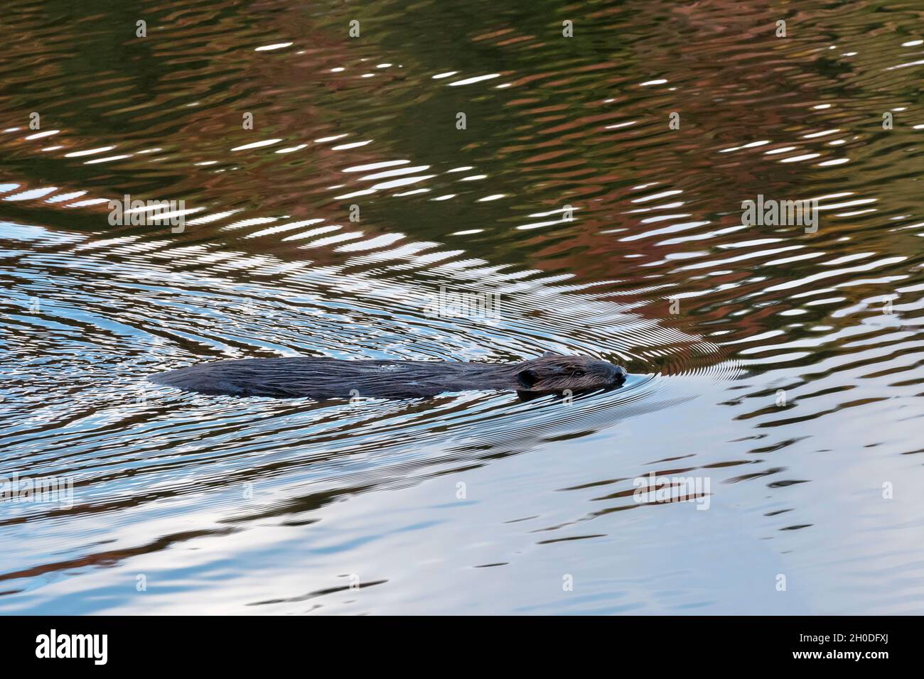 Canada, Quebec, Mauricie NP, lake à Sam, Beaver Stock Photo - Alamy
