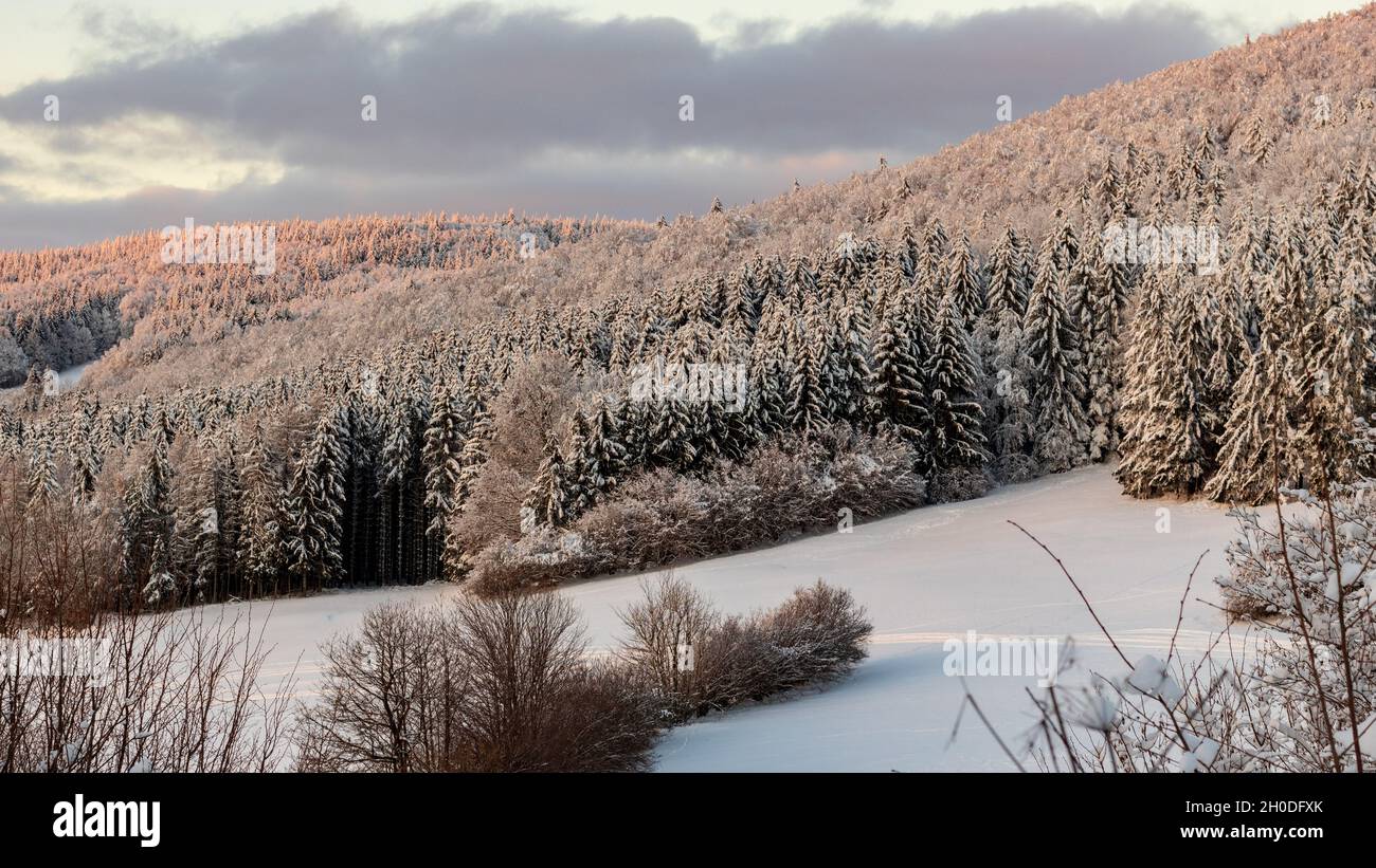 Snow-Covered Forest and Rolling Hills at Sunset in Riedenberg, Schwarze ...