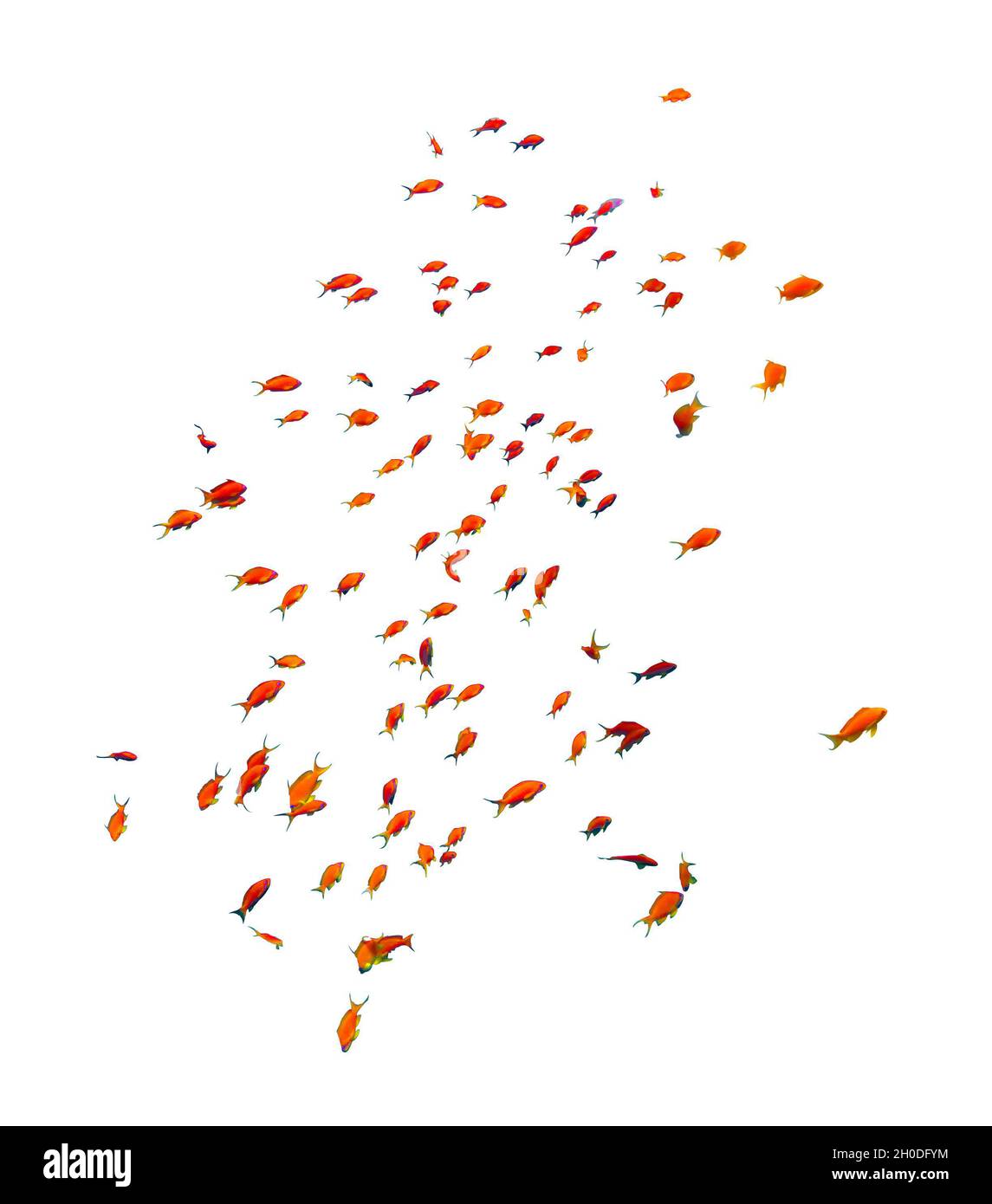 Aquatic underwater seascape Cut Out Stock Images & Pictures - Alamy