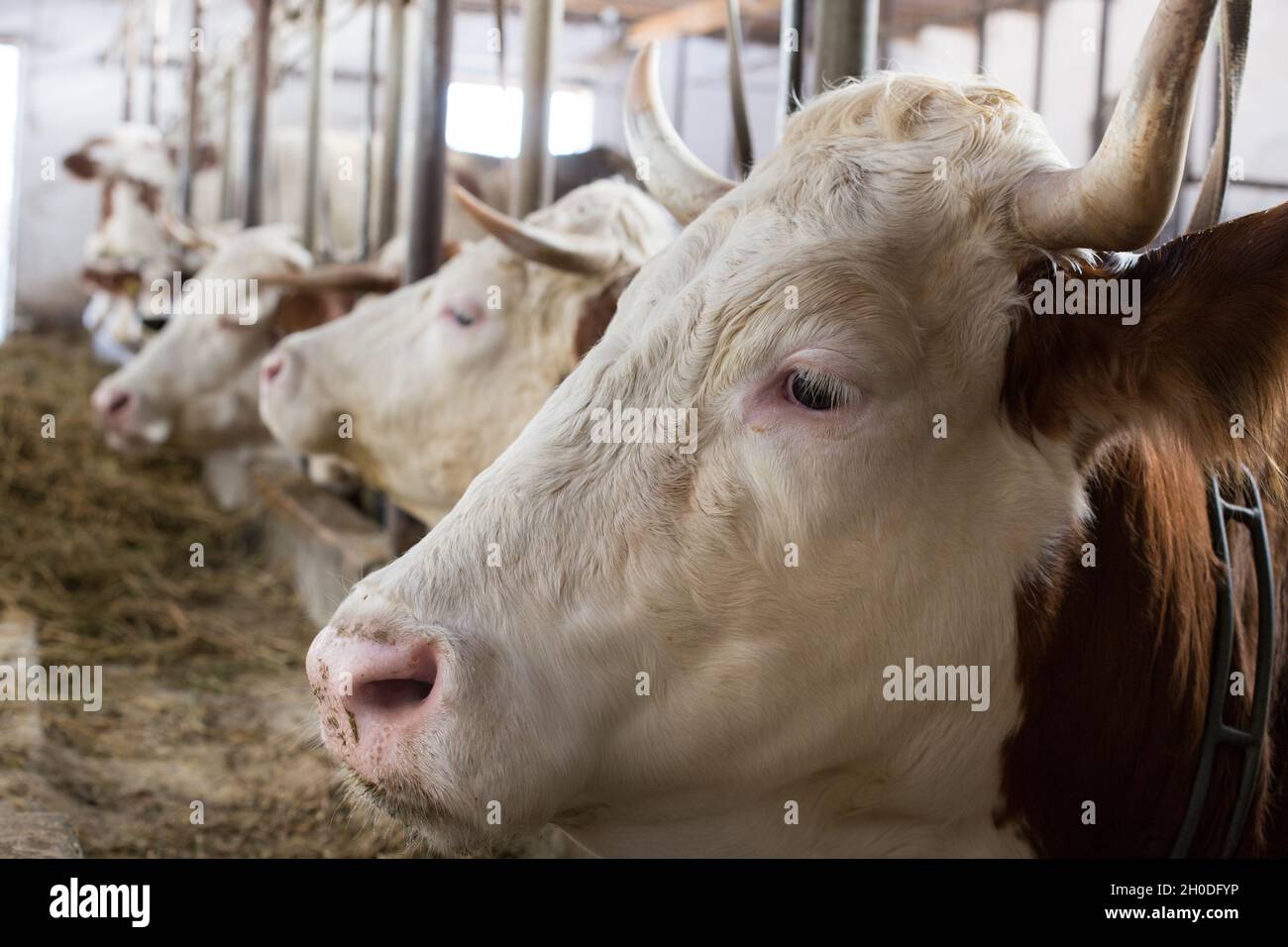 Simmental cows lying in stable. Livestock breeding concept Stock Photo ...