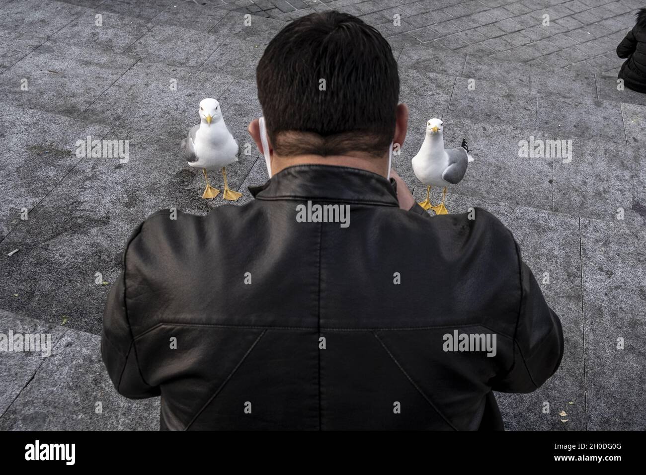 Guy bird hi-res stock photography and images - Alamy