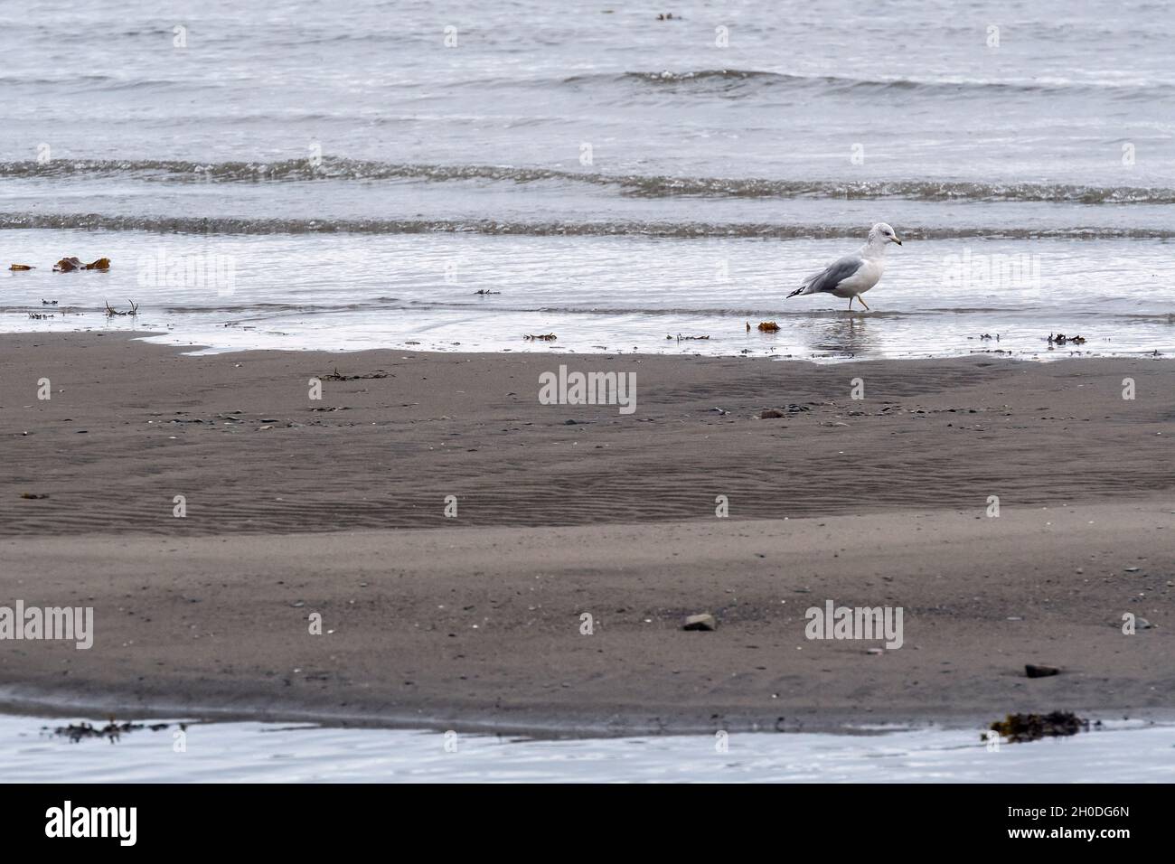 Quebec Animals High Resolution Stock Photography and Images - Alamy