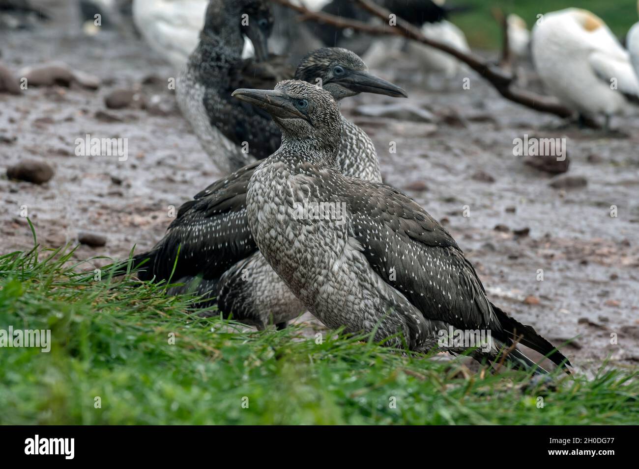 Quebec birds hi-res stock photography and images - Alamy