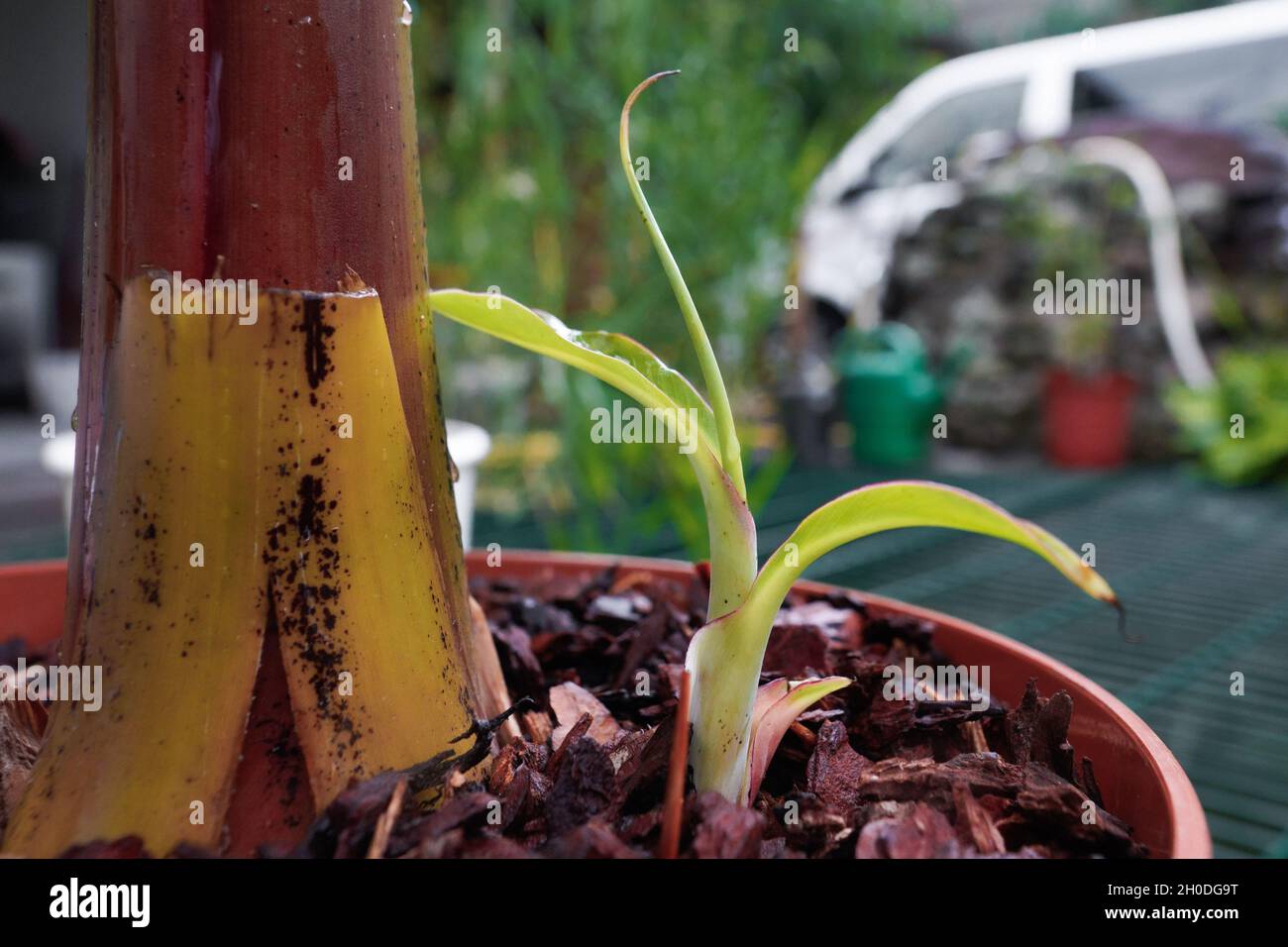 Banana plant in a container hi-res stock photography and images - Alamy