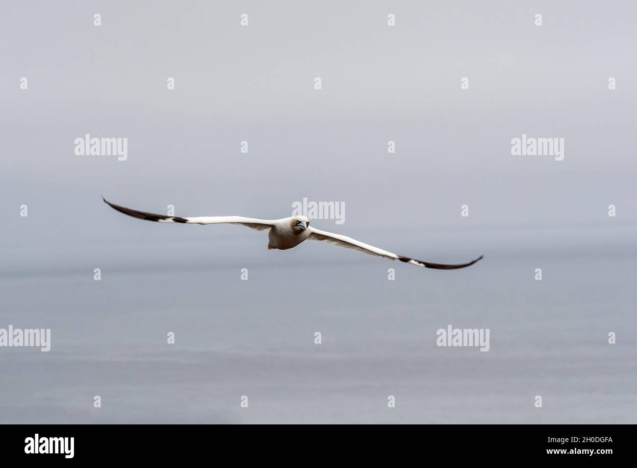 Canada, Quebec, Bonaventura island, Gaspesie NP Stock Photo - Alamy