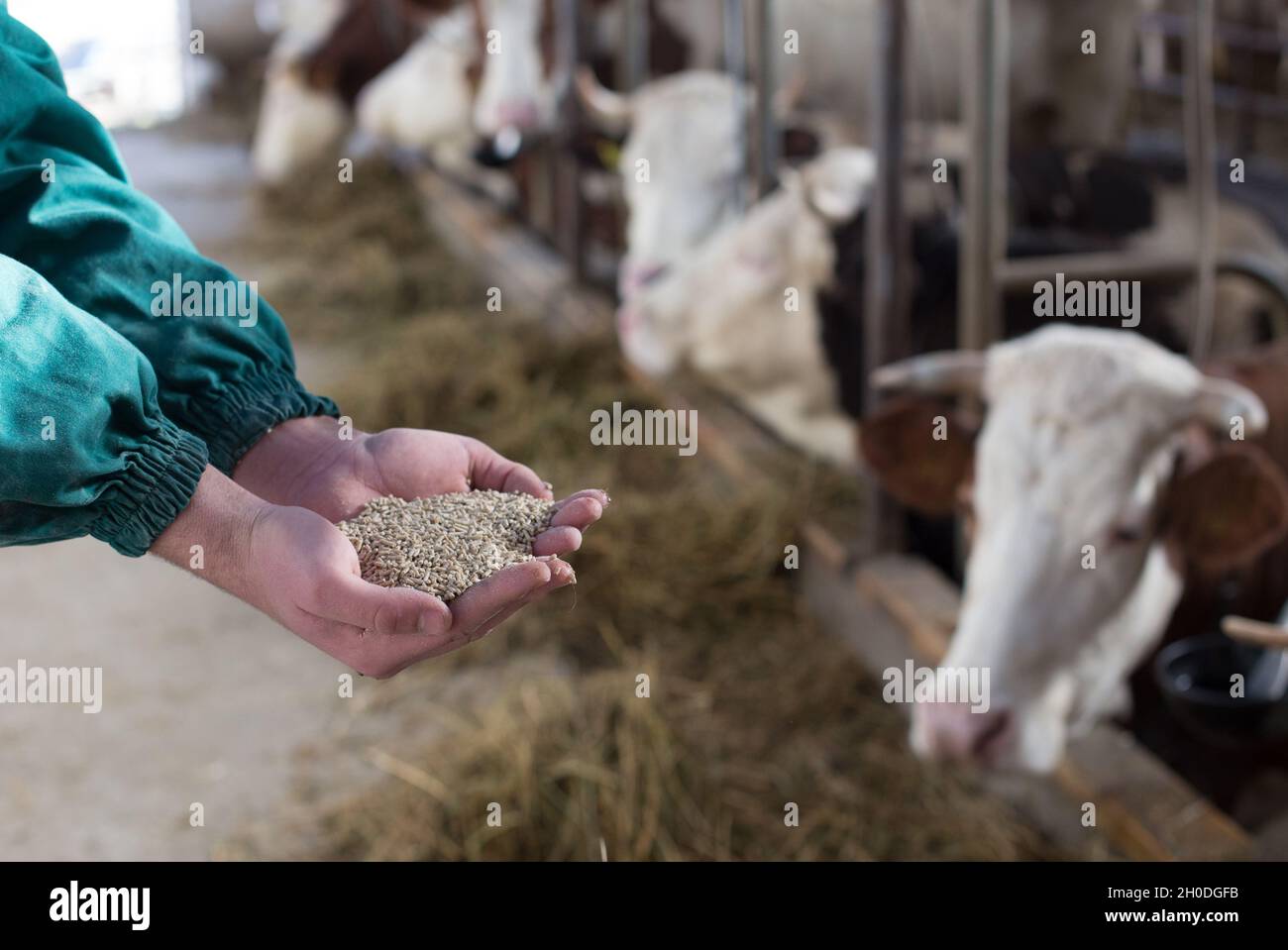 Farmer holding dry food in granules in hands and giving them to cows in ...