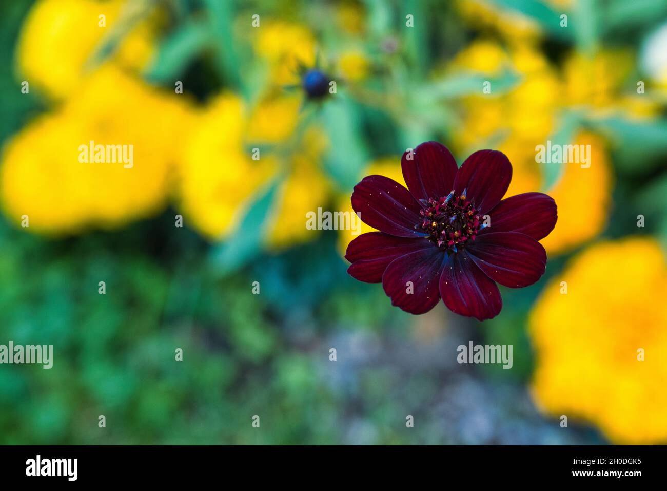 Chocolate cosmos hi-res stock photography and images - Alamy