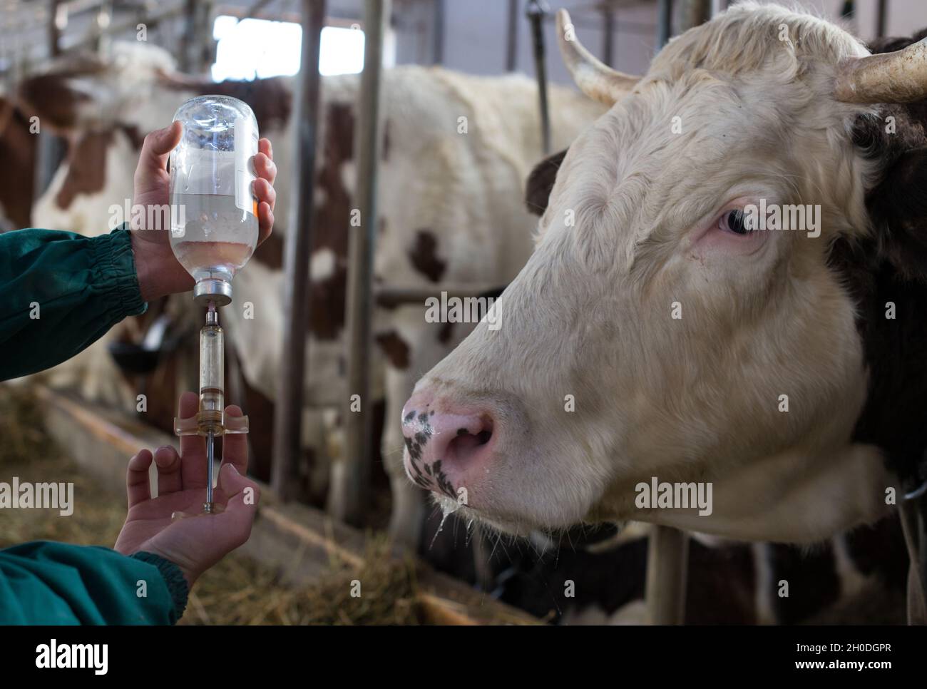 Young veterinarian preparing injection for cows in stable on farm ...
