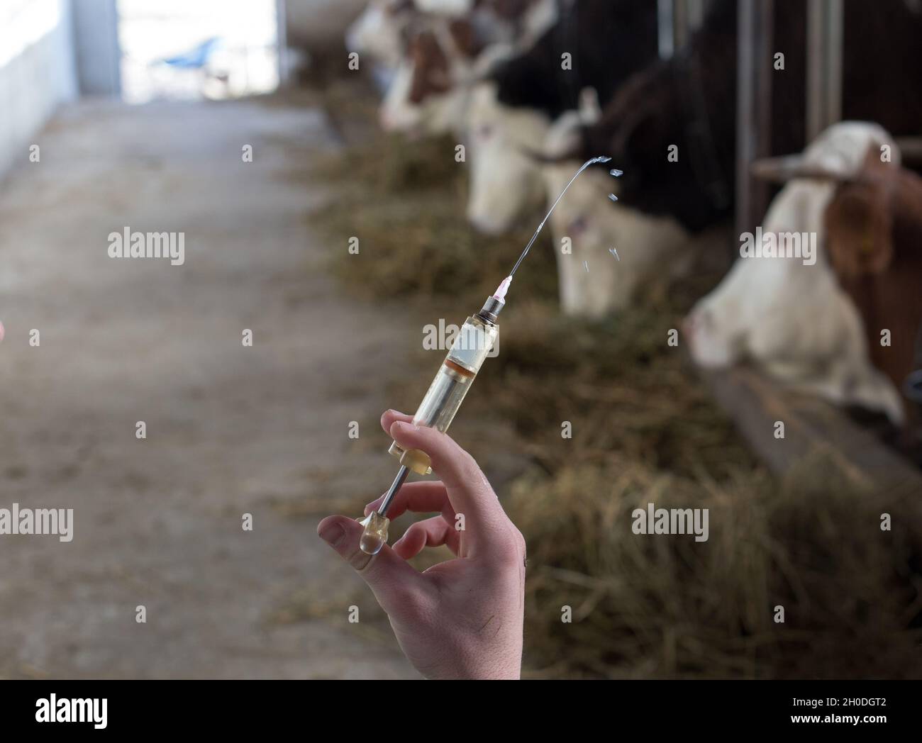 Veterinarian holding injection for cows in stable on farm. Health care ...