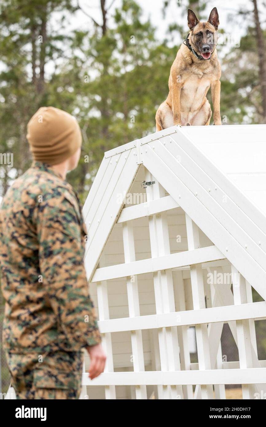 The life of a U.S. Marine Corps military working dog handler is just ...