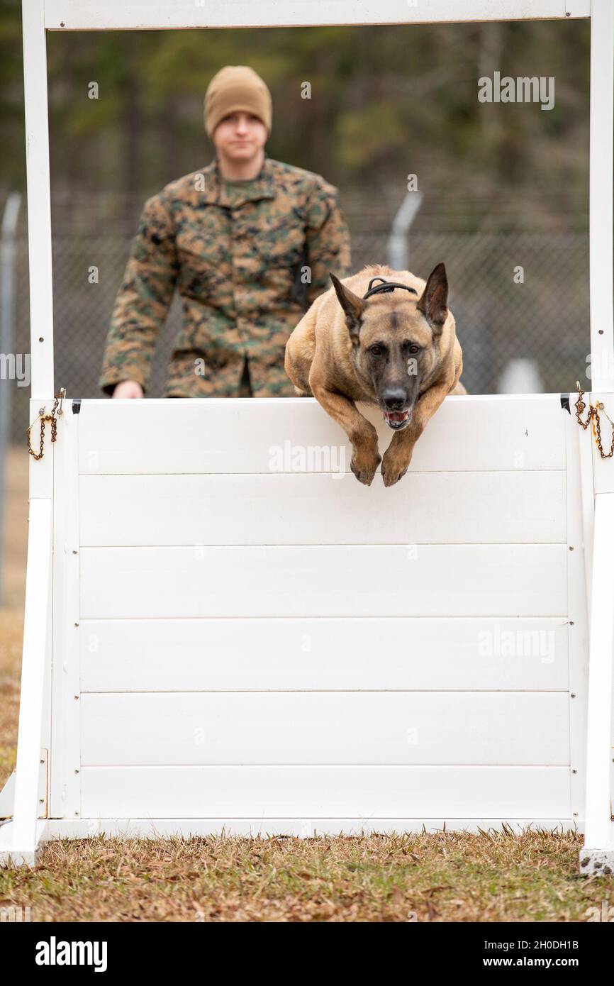 The life of a U.S. Marine Corps military working dog handler is just ...