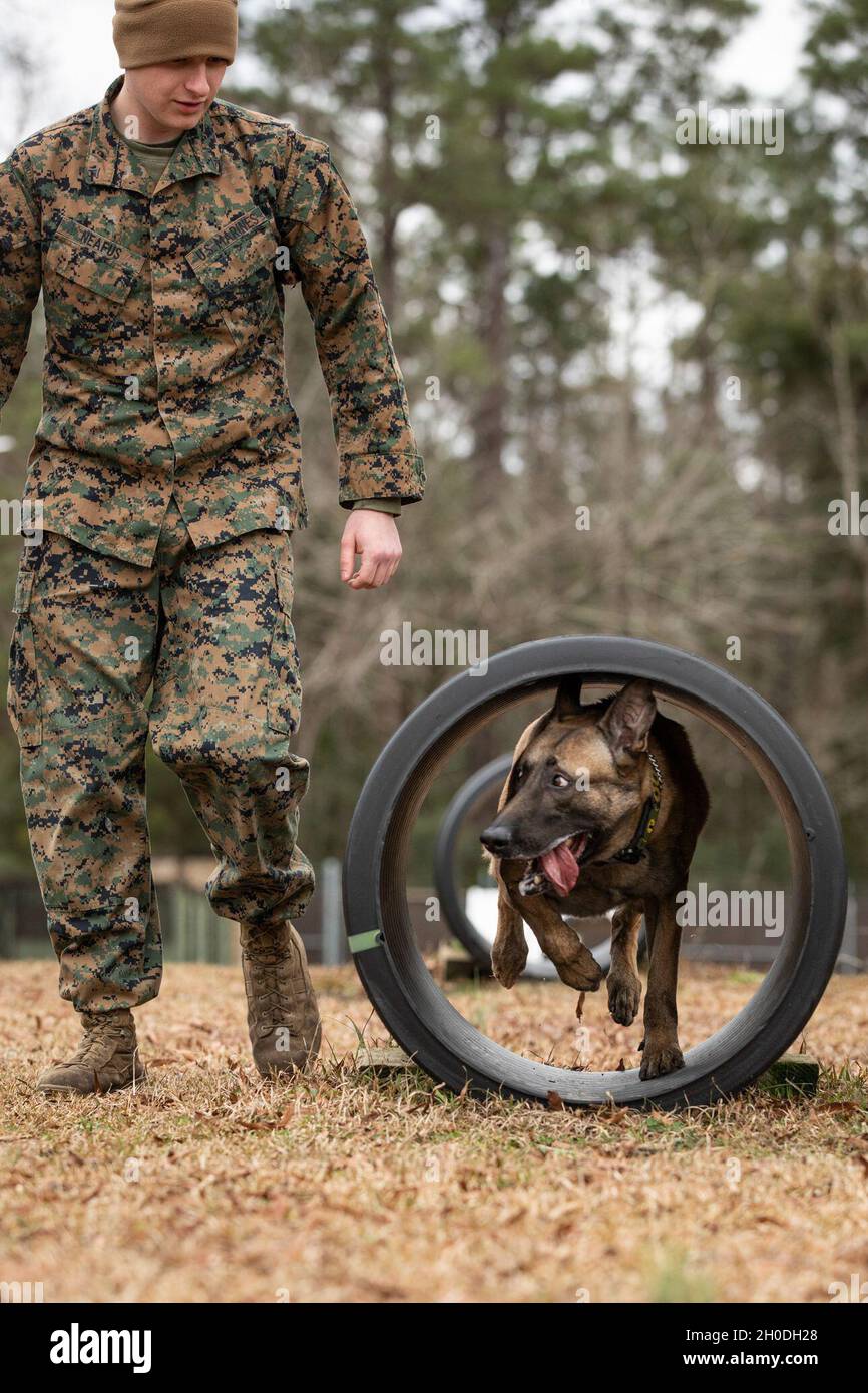 Dog caro hi-res stock photography and images - Alamy