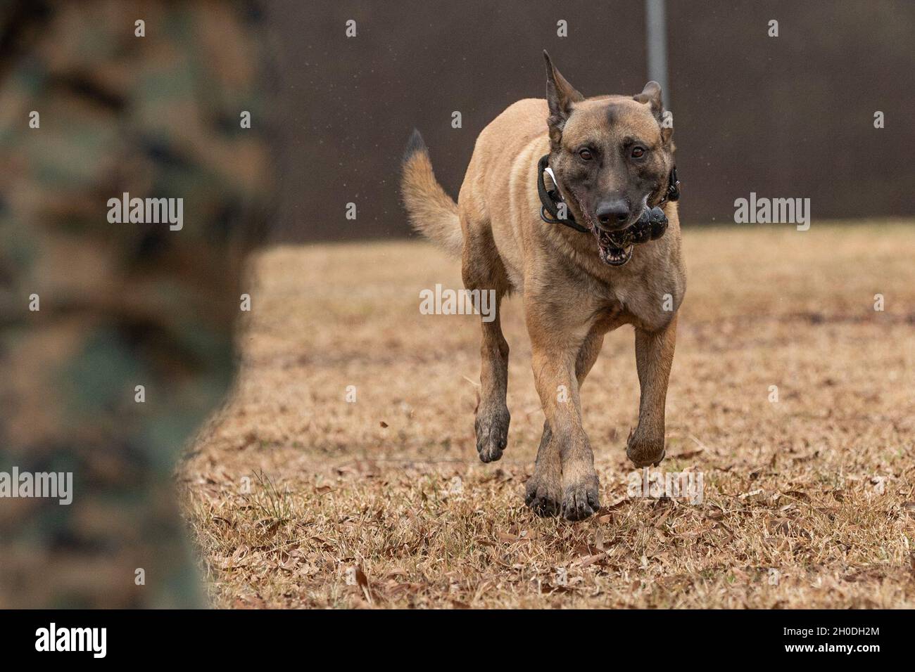 The life of a U.S. Marine Corps military working dog handler is just ...