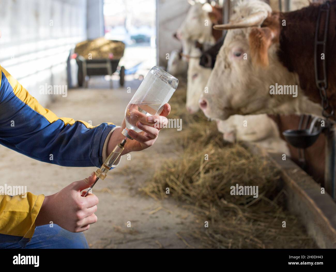 Young veterinarian preparing injection for cows in stable on farm ...