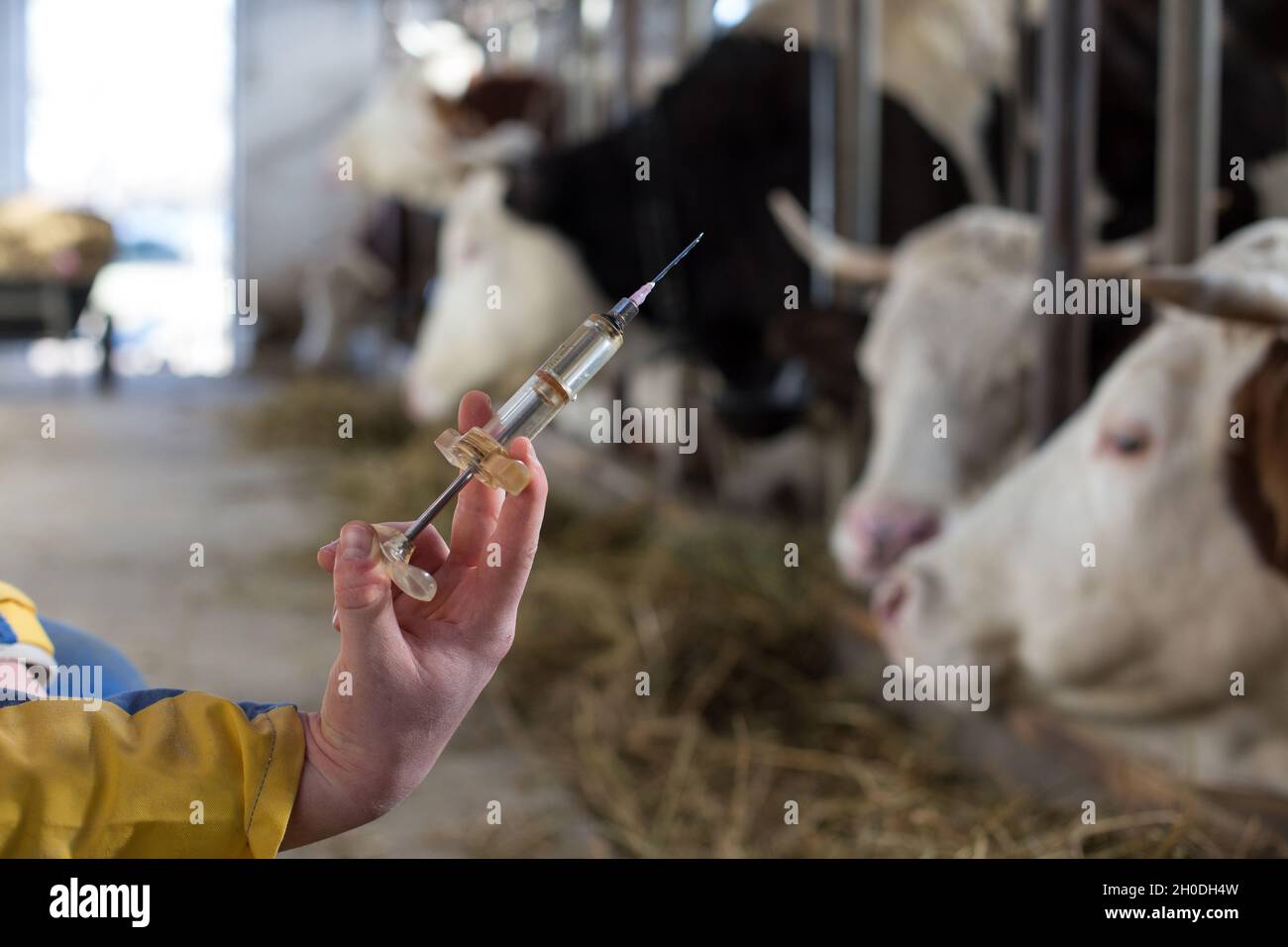 Young veterinarian holding injection for cows in stable on farm. Health ...