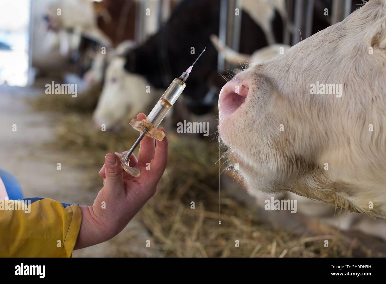 Young veterinarian holding injection for cows in stable on farm. Health ...