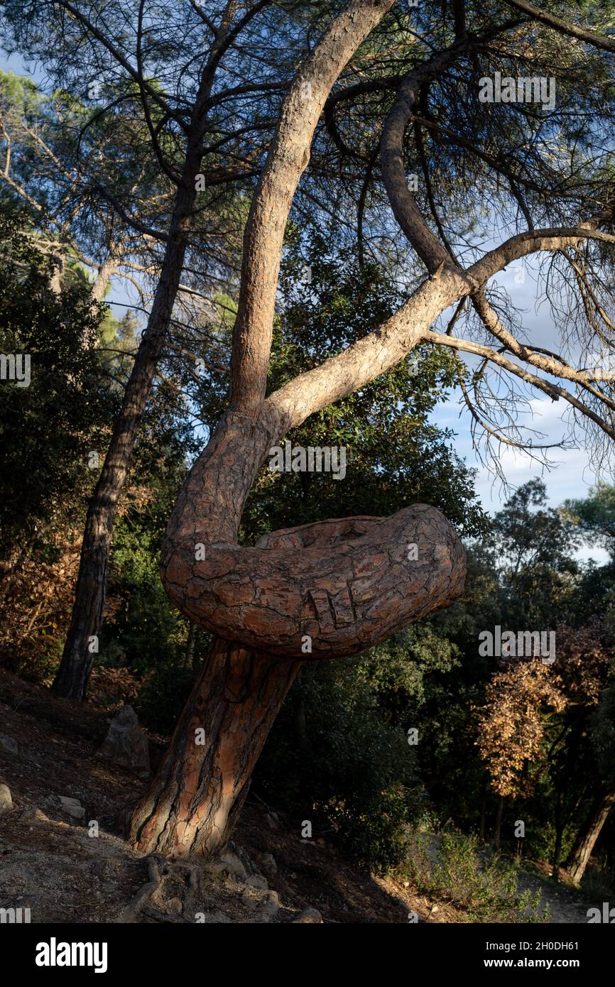 spiral-shaped pine tree in the shade pine forest of Montbui castle ...
