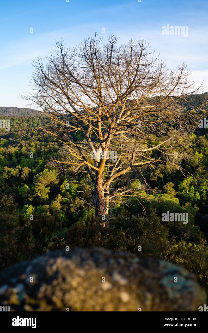 view from the mount in corridor of montnegre of tree without leaves ...