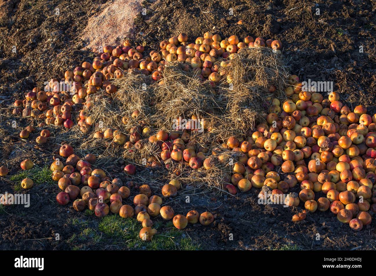 Apples and other organic waste on pile in garden. Compost and ...