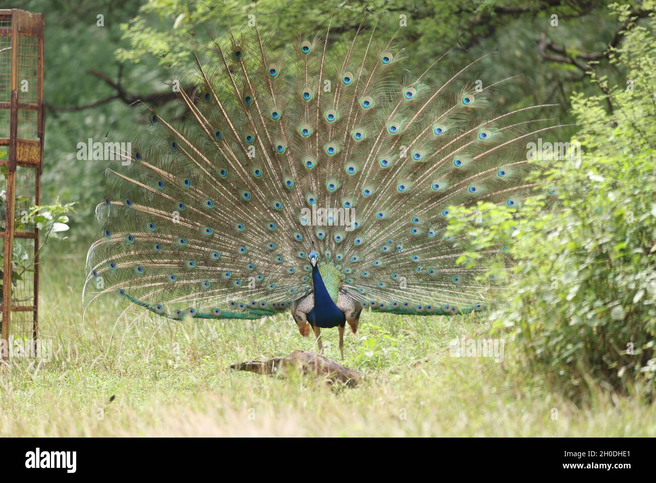 Peacock outside in autumn hi-res stock photography and images - Alamy