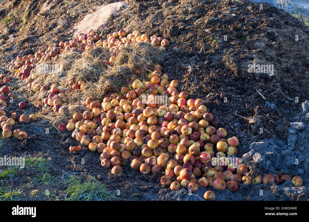 Apples and other organic waste on pile in garden. Compost and ...