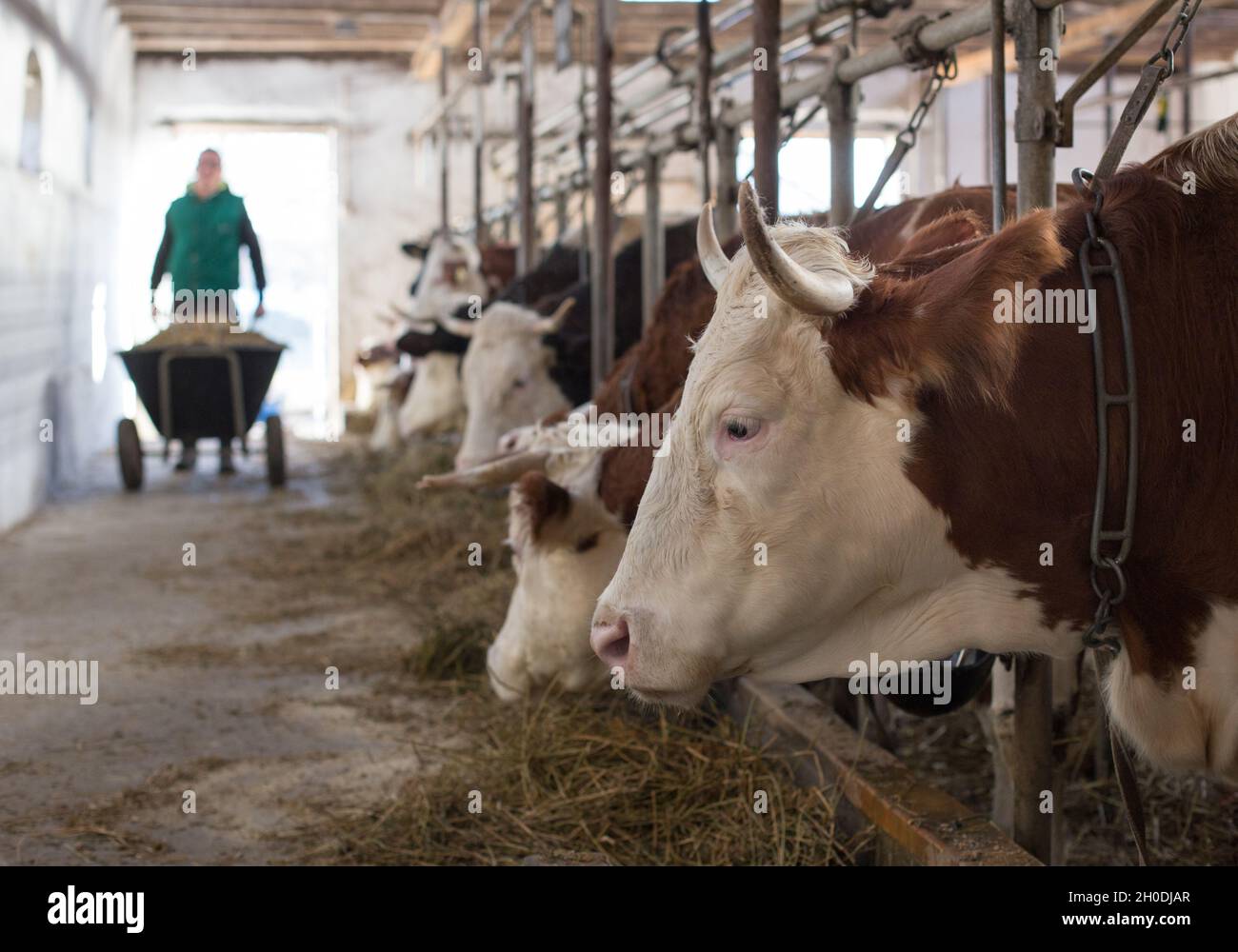 Simmental cows eating hay in stable. Farmer pushing wheelbarrow full of ...