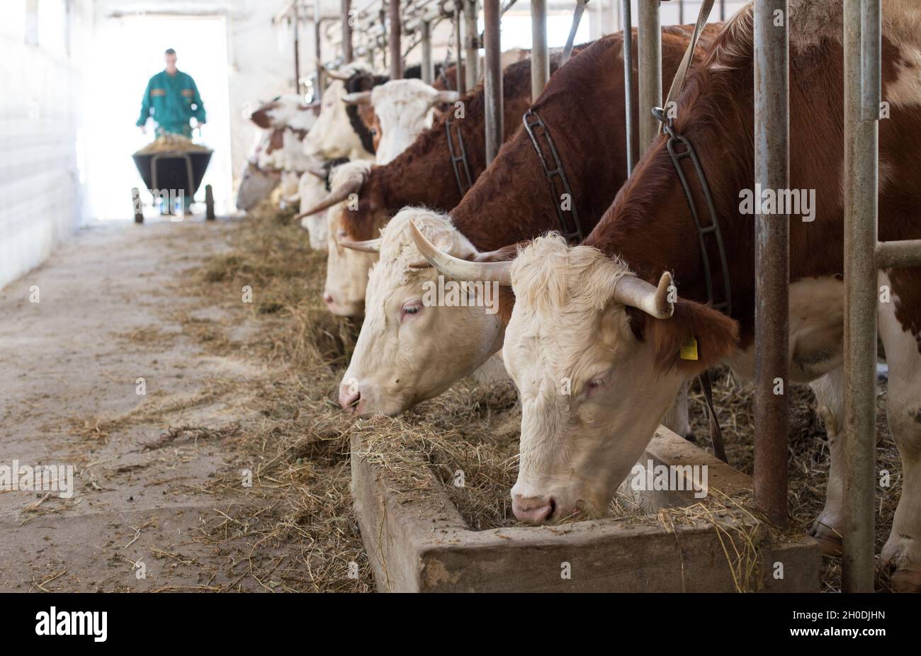 Simmental cows eating hay in stable. Farmer pushing wheelbarrow full of ...