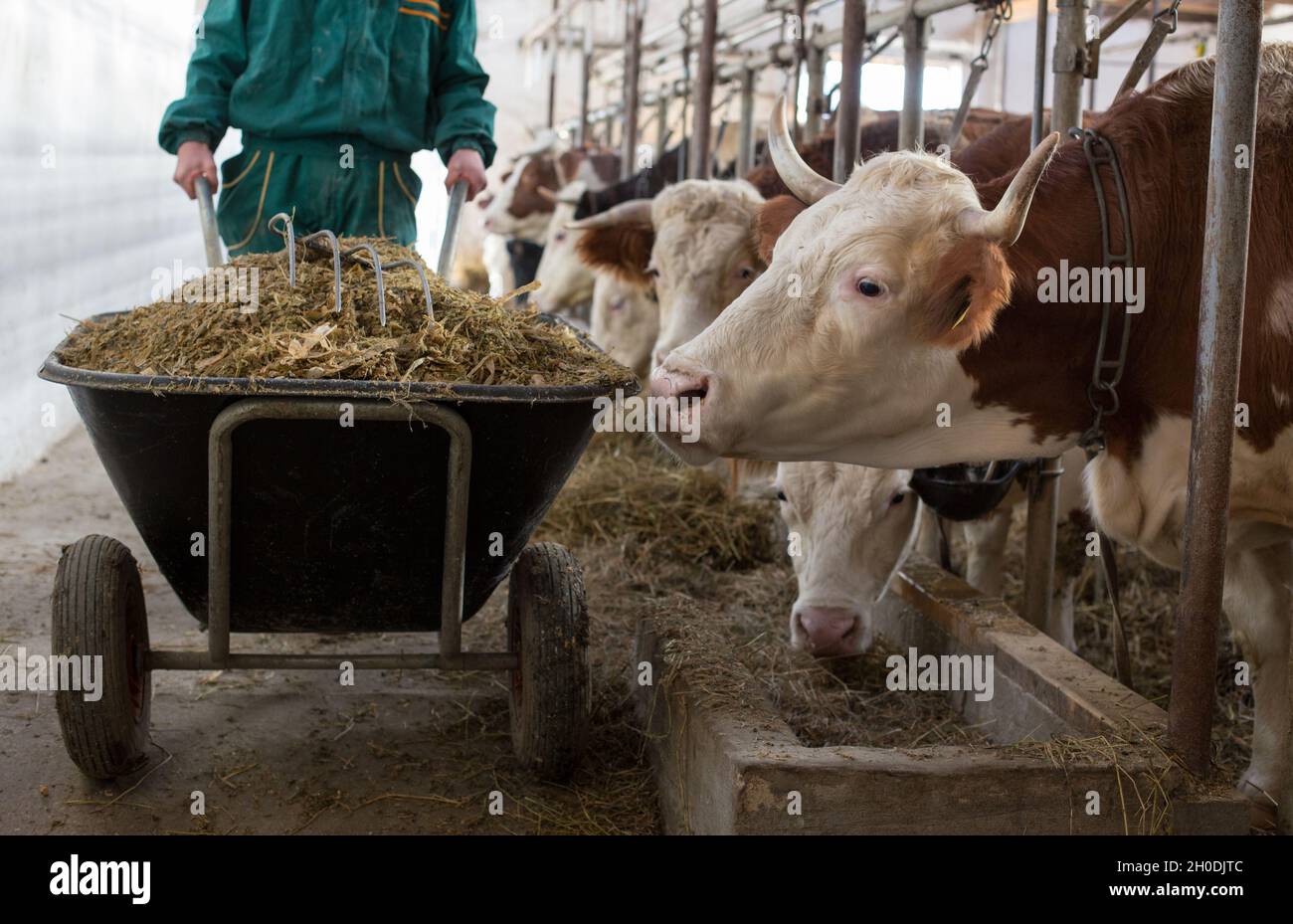 Farmer pushing wheelbarrow with silage to feed cows in stable Stock ...