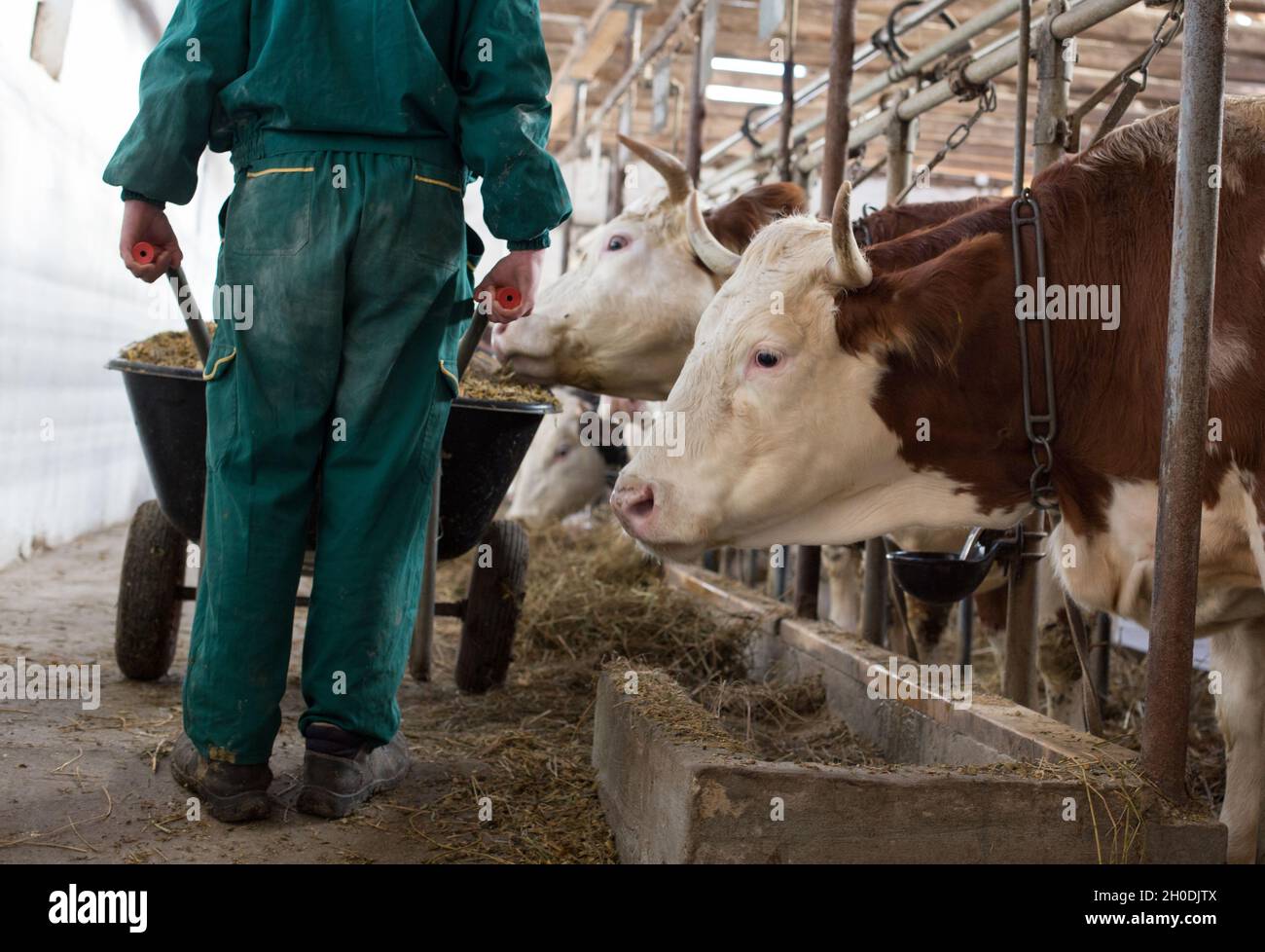 Farmer pushing wheelbarrow with silage to feed cows in stable Stock ...