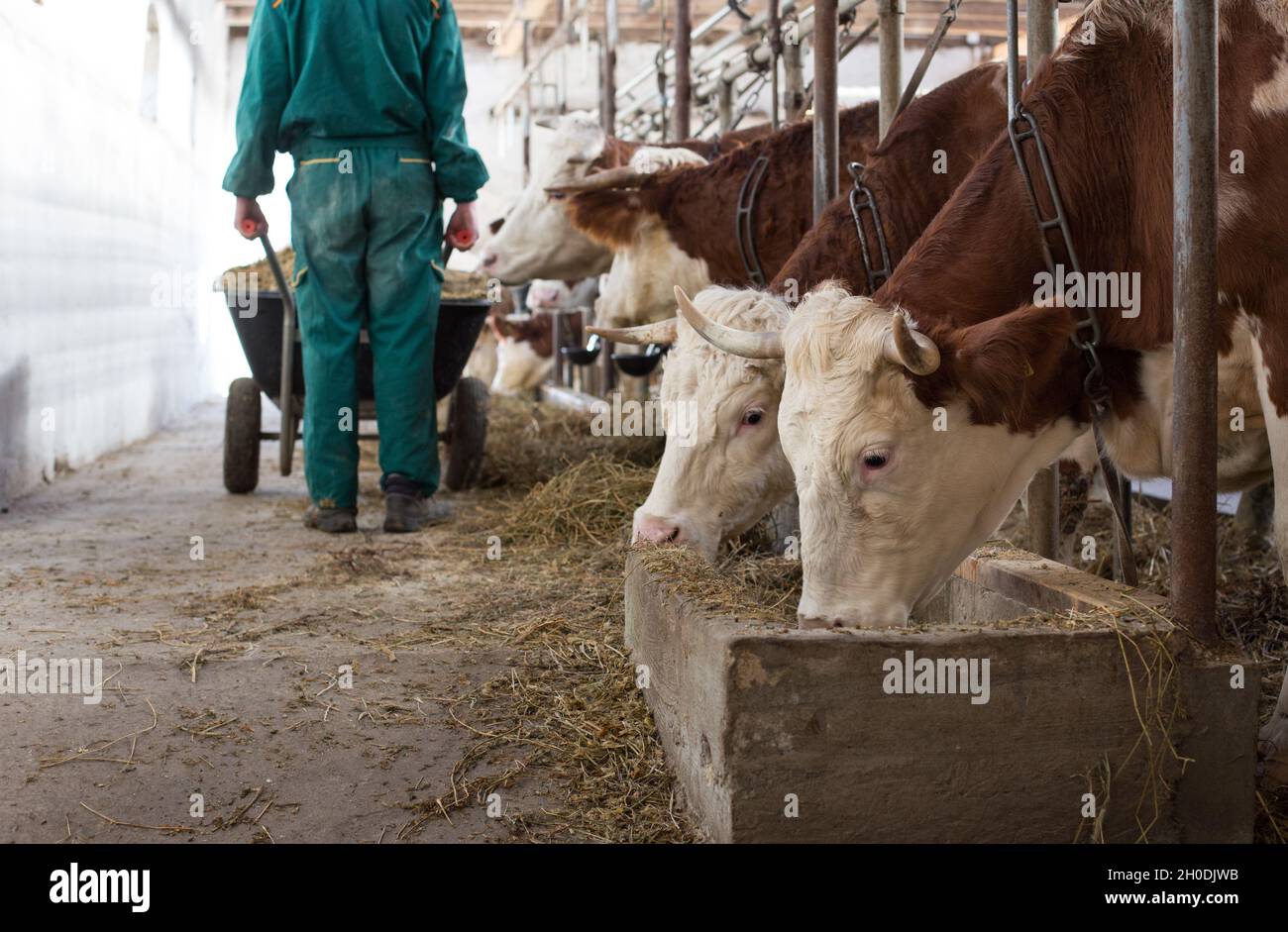 Farmer pushing wheelbarrow with silage to feed cows in stable Stock ...