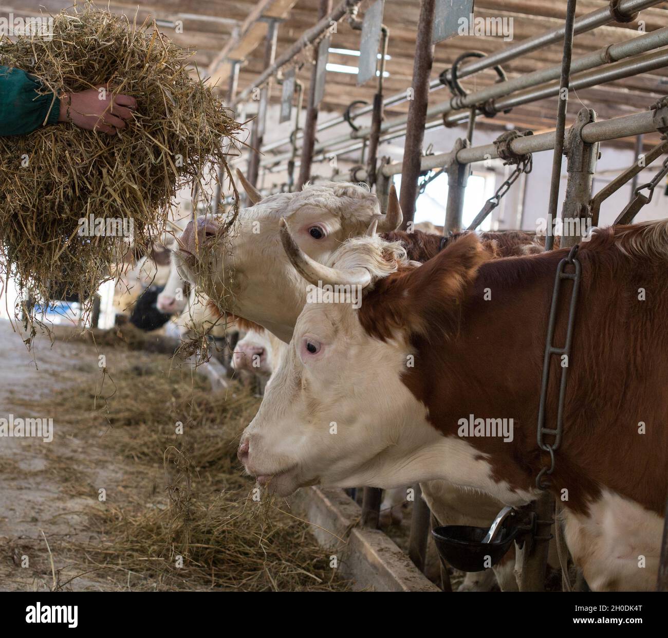 Farmer giving dry feed to cows in stable Stock Photo - Alamy