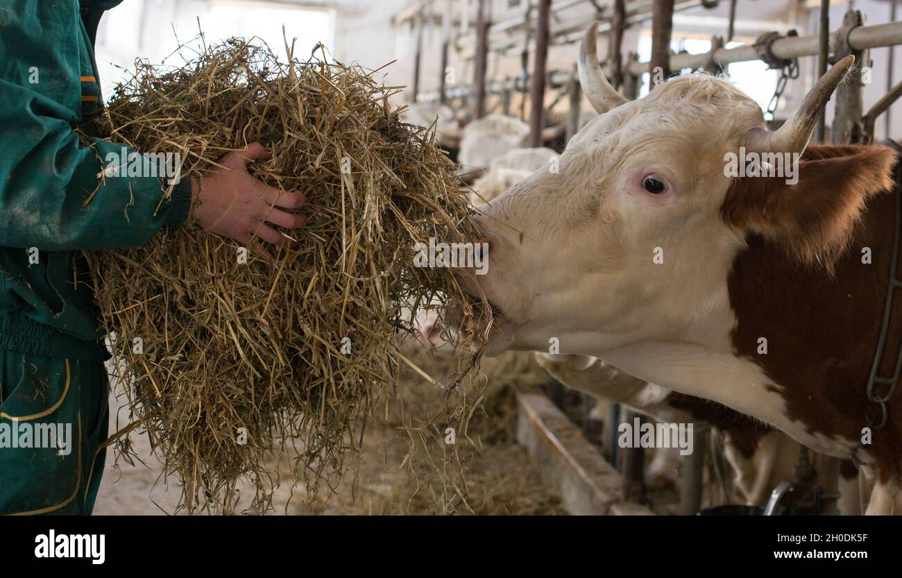 Farmer giving dry feed to cows in stable Stock Photo - Alamy