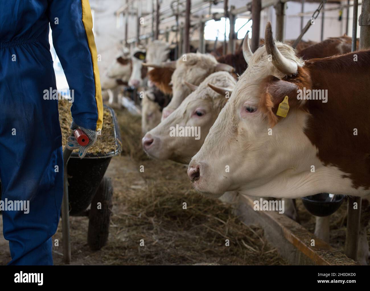 Farmer pushing wheelbarrow with silage to feed cows in stable Stock ...