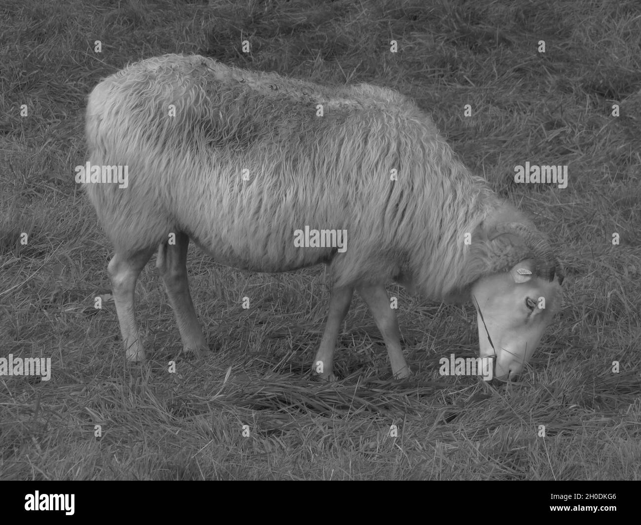 Sheep in field Black and White Stock Photos & Images - Alamy