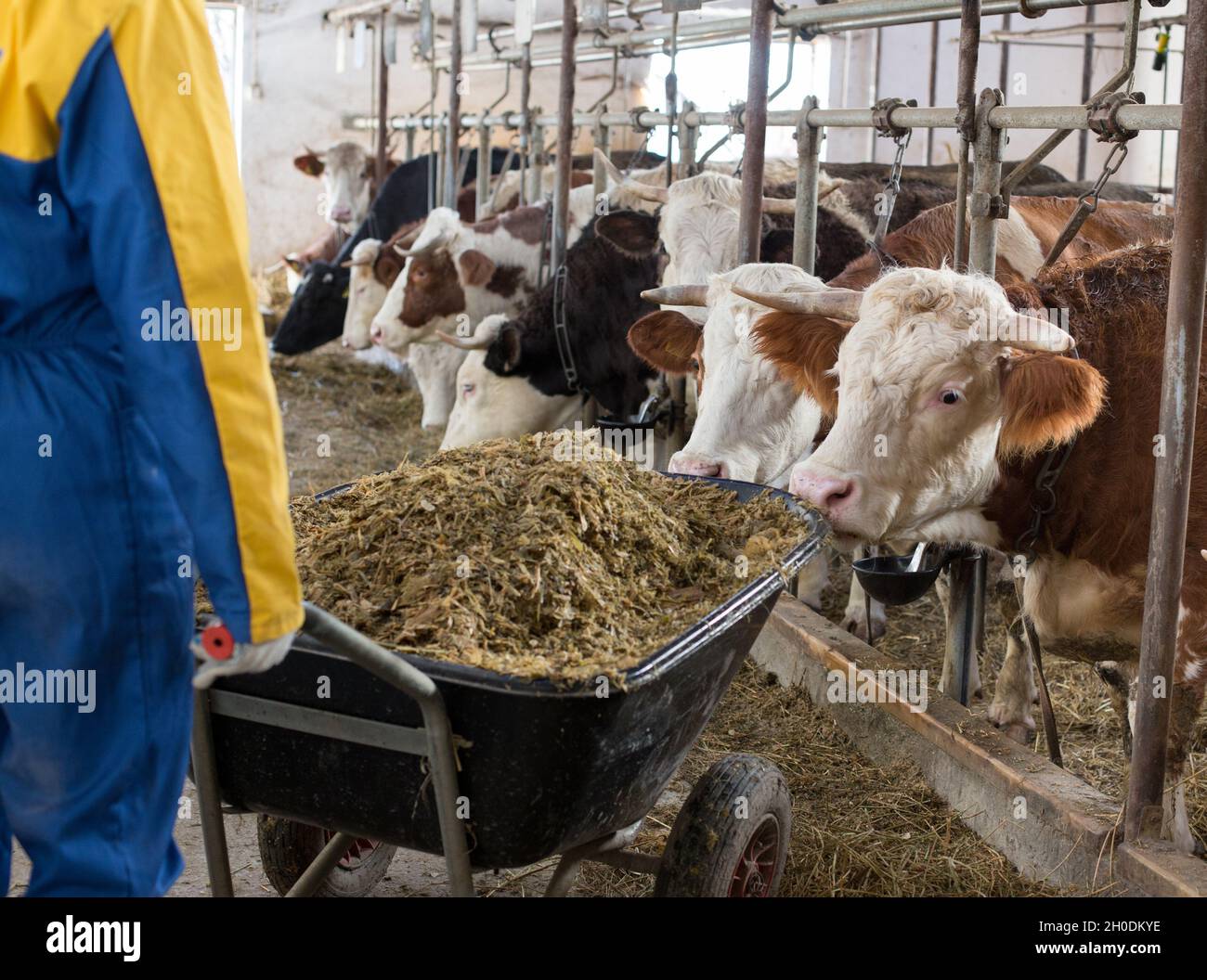 Farmer pushing wheelbarrow with silage to feed cows in stable Stock ...