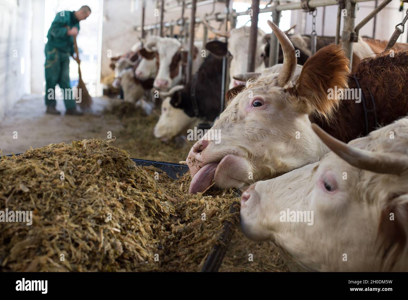 Simmental cows eating hay from wheelbarrow in stable. Farmer sweeping ...