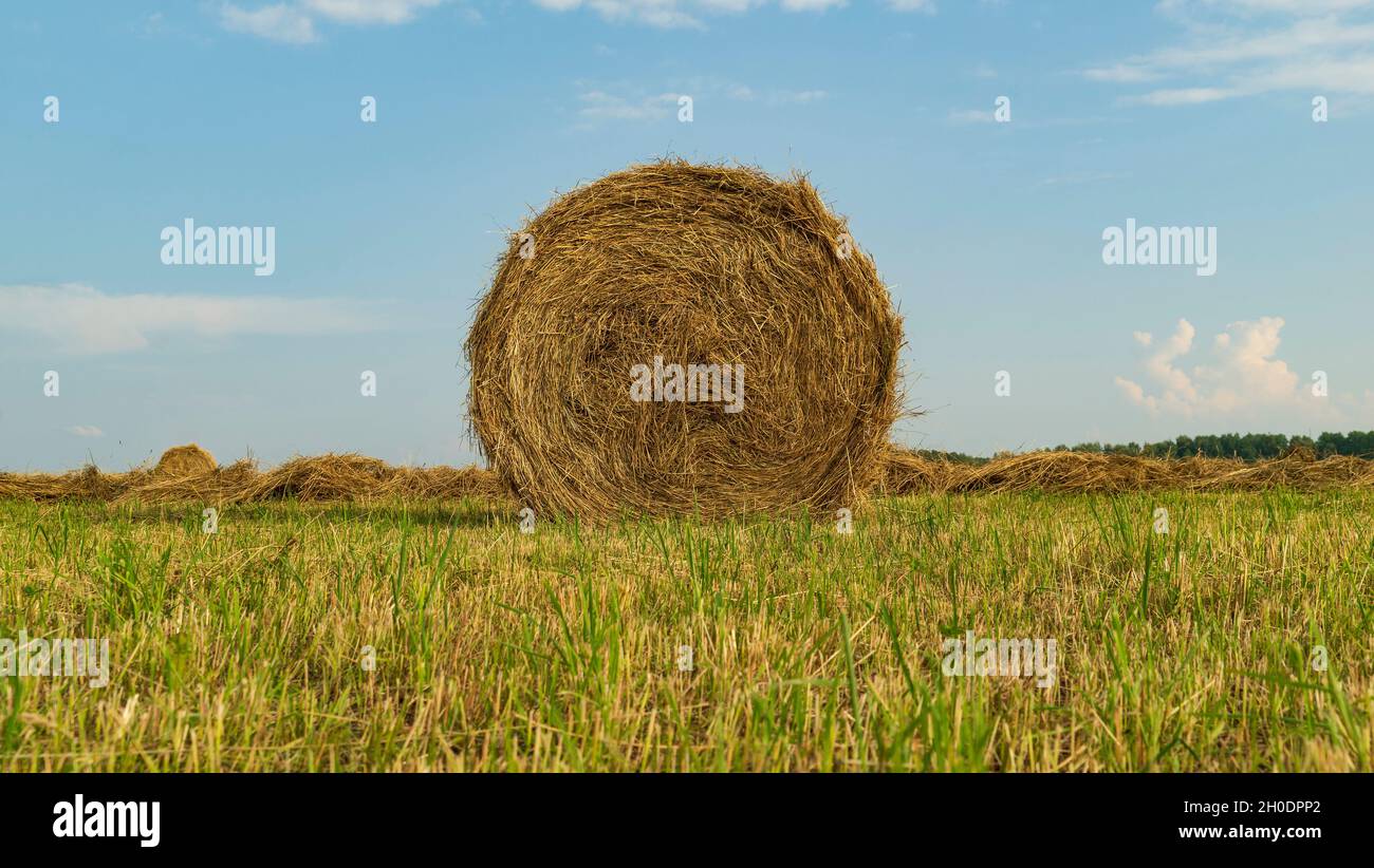 High quality hay hi-res stock photography and images - Alamy